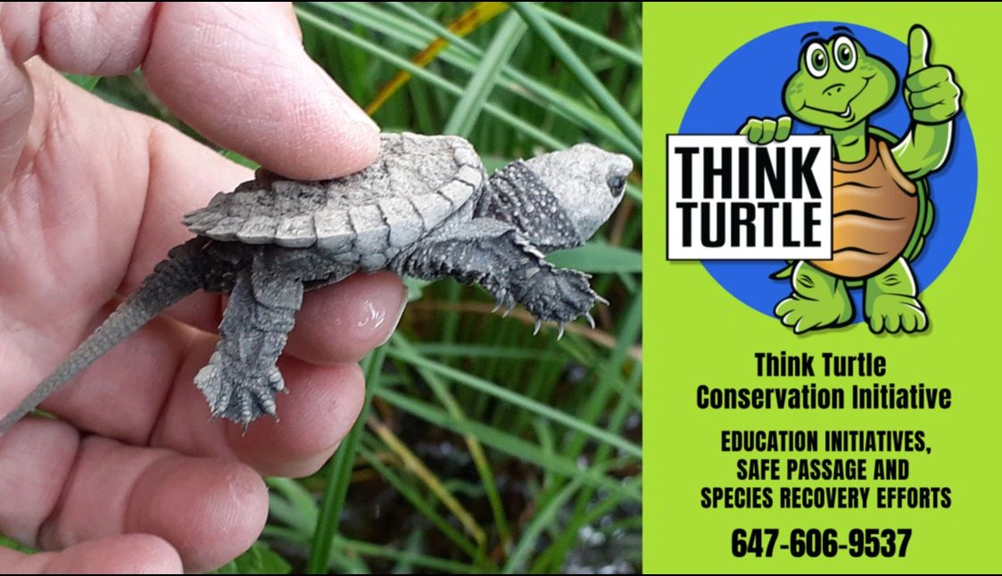 Think Turtle